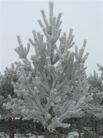 Scots Pine | Fir Ever Green Tree Farm