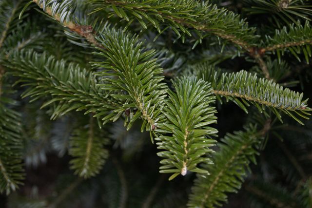 Balsam Fir | Fir Ever Green Tree Farm
